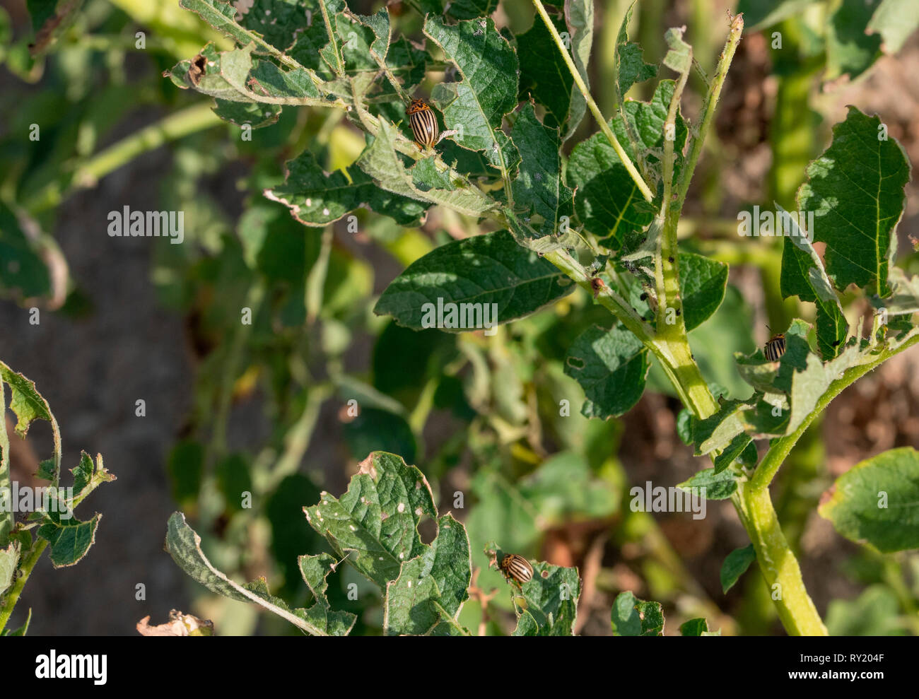 Doryphore polyclète Banque de photographies et d’images à haute ...