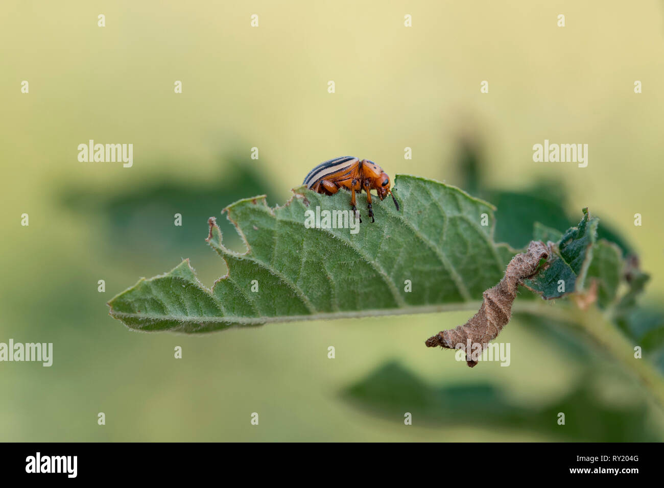 Doryphore polyclète Banque de photographies et d’images à haute ...
