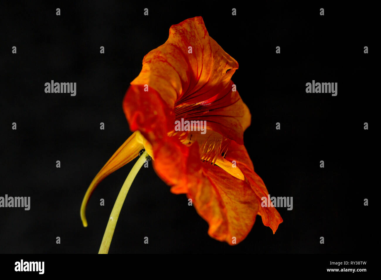 Plantes et fleurs de capucines Banque de photographies et d’images à ...