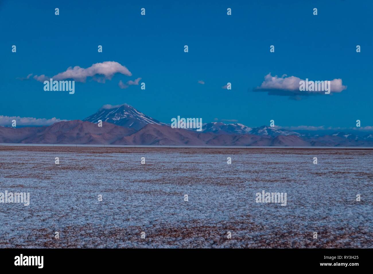 L'Argentine, la province de Salta, dans le désert de la Puna, Tolar ...