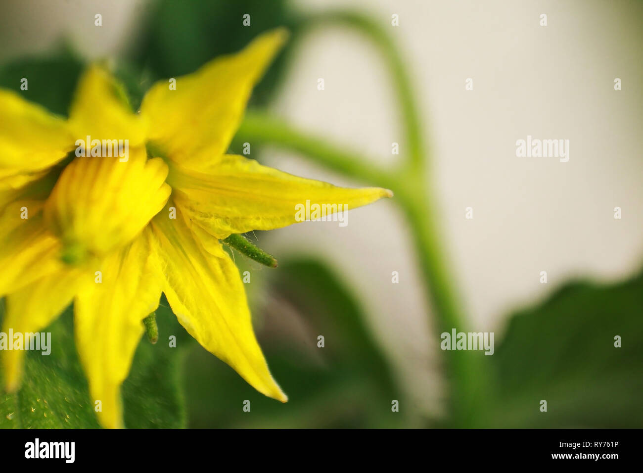 Une tomate fleurie Banque de photographies et d’images à haute ...