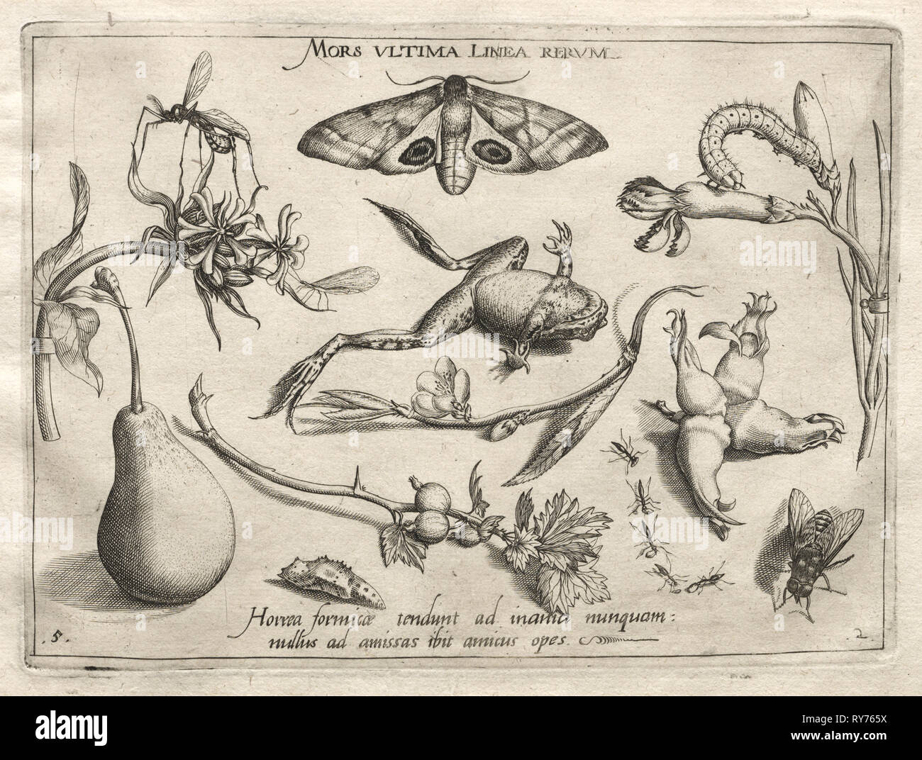 Jacob hoefnagel flamand Banque de photographies et d’images à haute ...