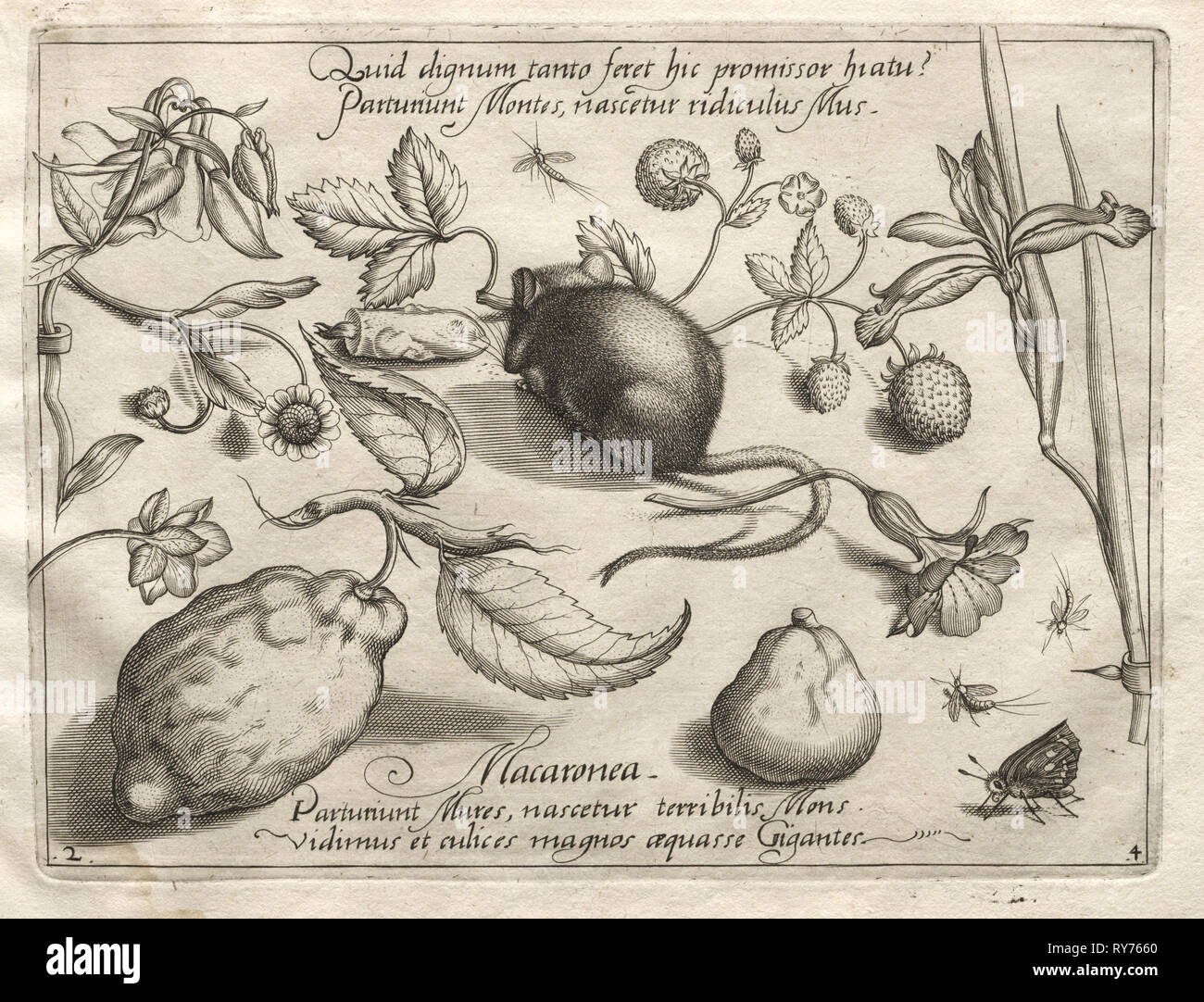 Jacob hoefnagel flamand Banque de photographies et d’images à haute ...