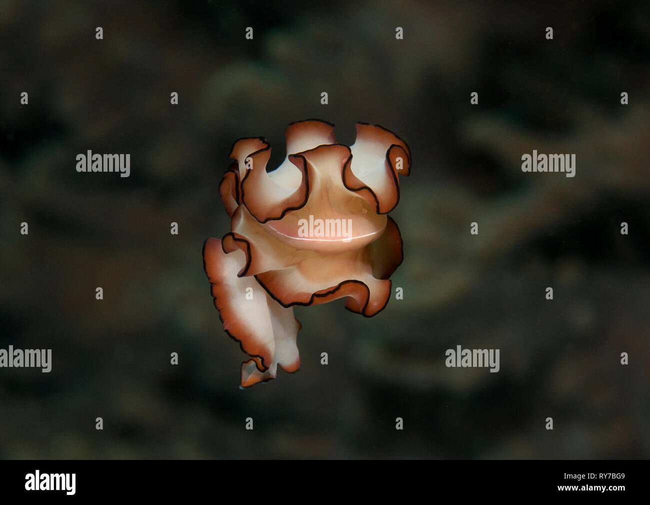 Orsaki ver plat Banque de photographies et d’images à haute résolution ...