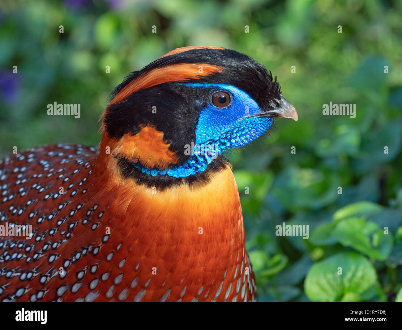 Tragopan pheasant Banque de photographies et d’images à haute ...