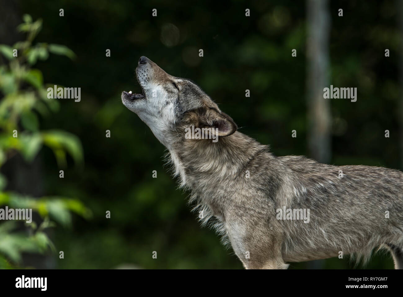 Loups hurlant Banque de photographies et d’images à haute résolution ...