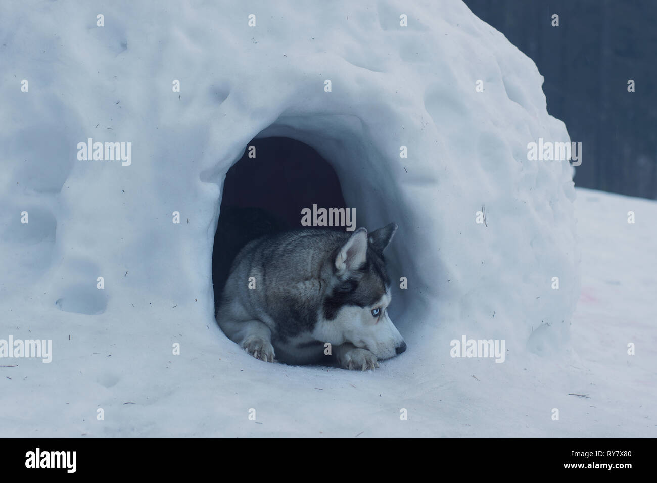 Le chien de race husky se trouve à l'entrée de la caverne, appelé l ...