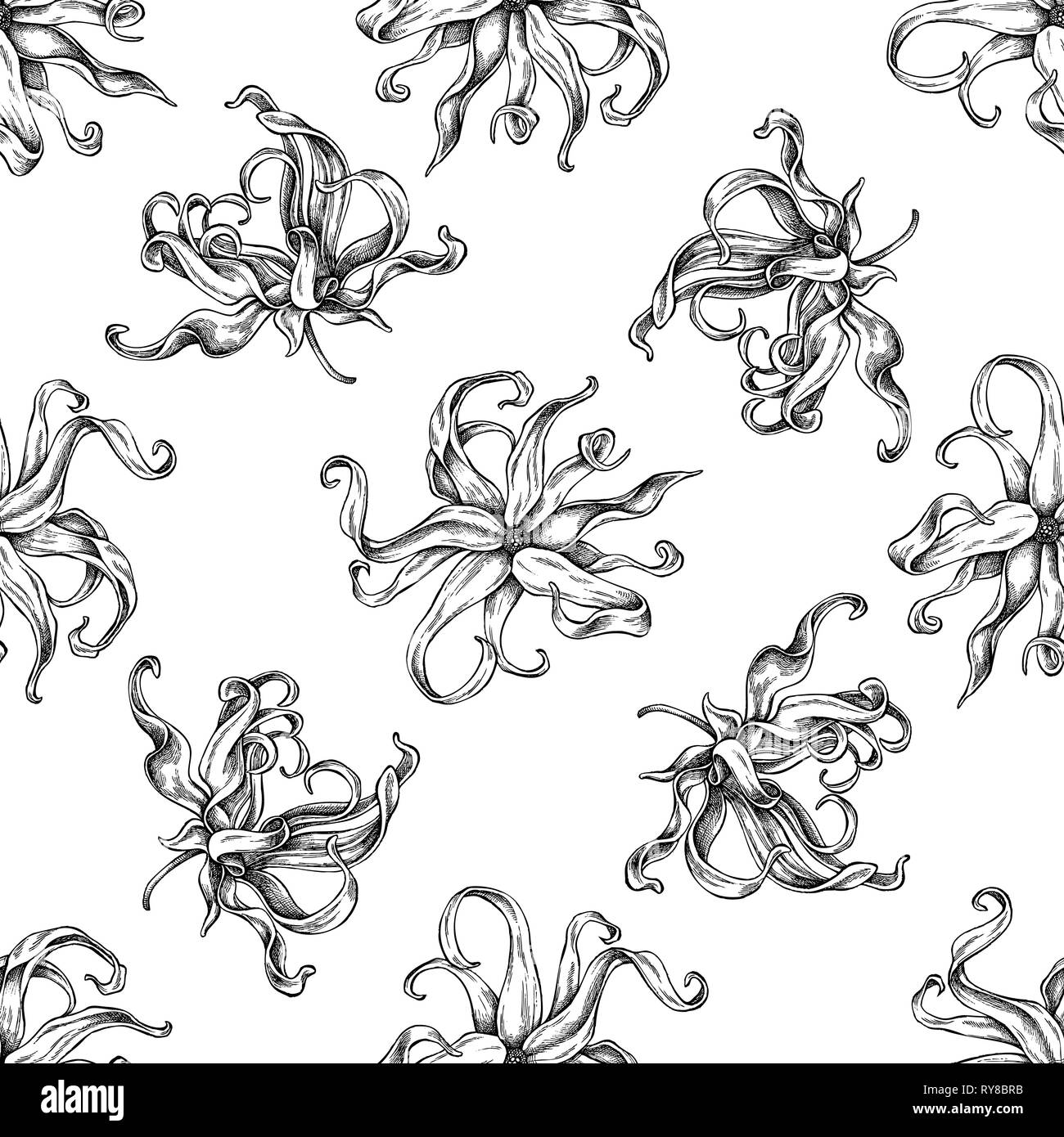 Ylang ylang botanique Banque d'images vectorielles - Alamy