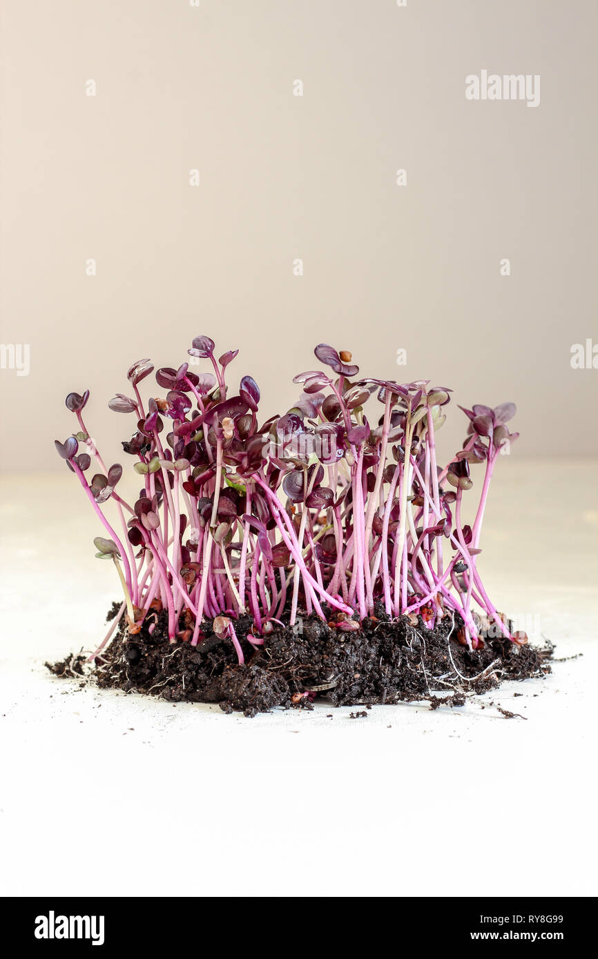 Radish microgreens Banque de photographies et d’images à haute ...