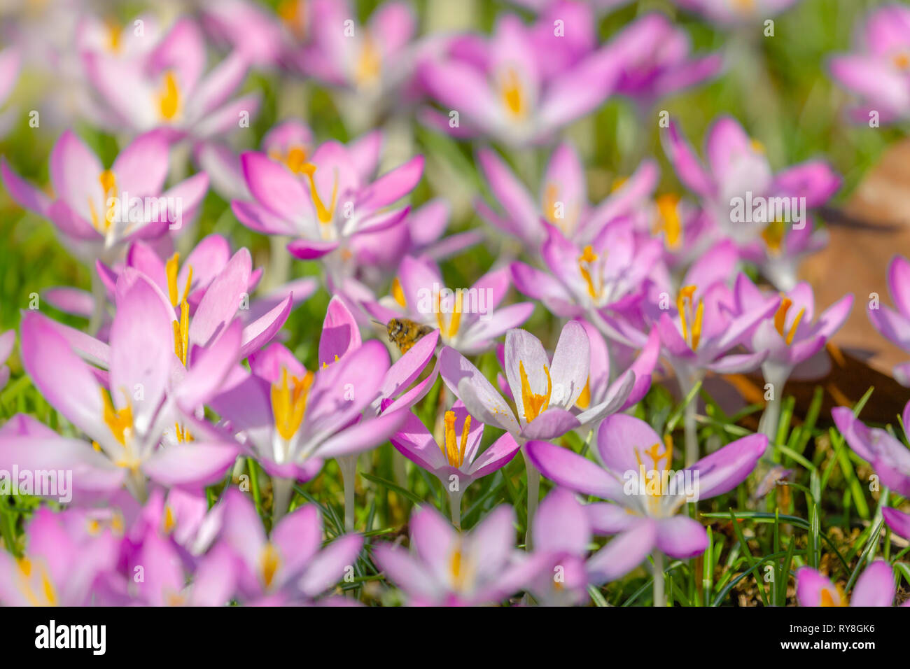 Close-up of Pink Crocus sur une journée ensoleillée. Crocus en fleurs ...