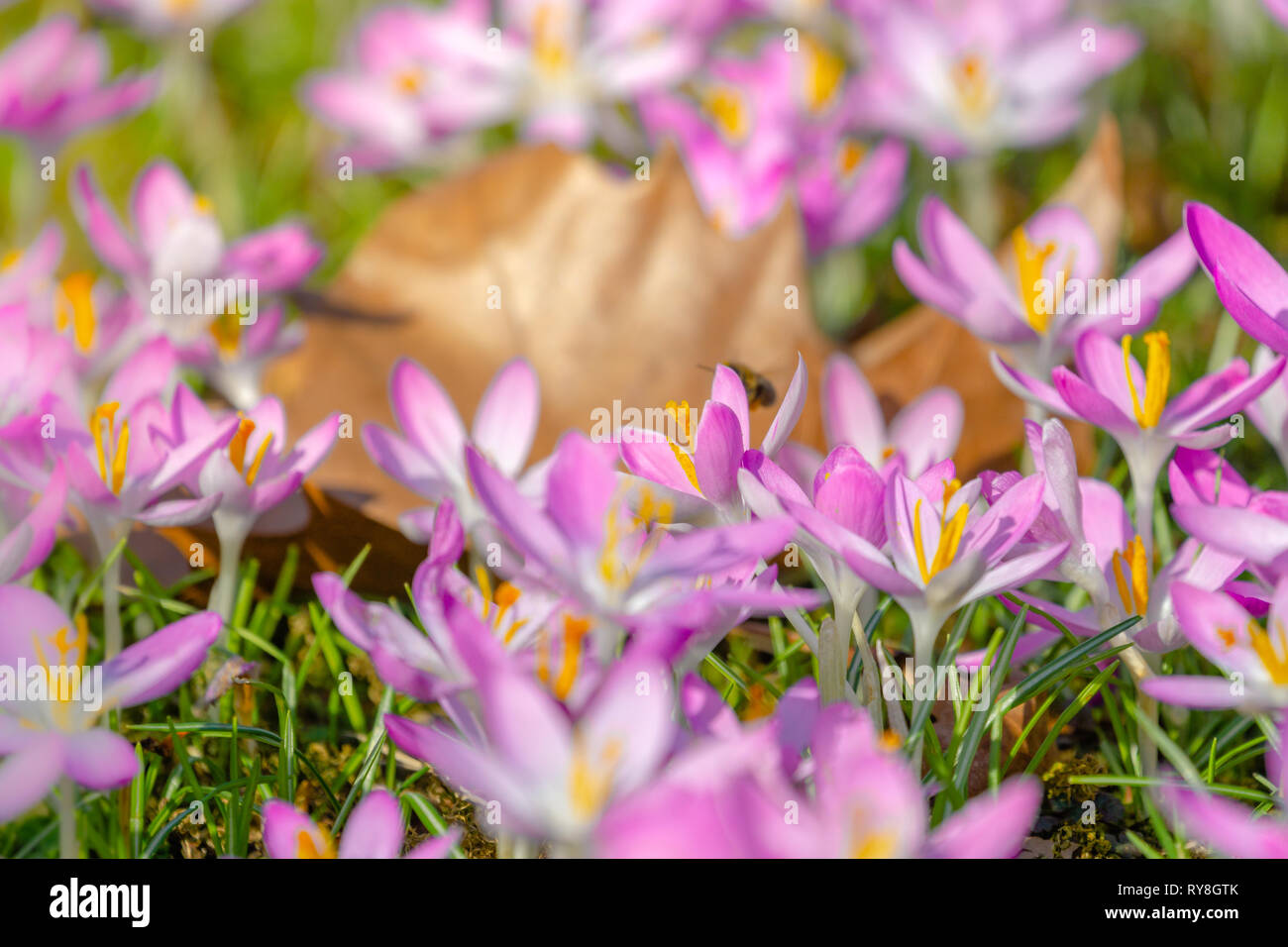 Close-up of Pink Crocus sur une journée ensoleillée. Crocus en fleurs ...