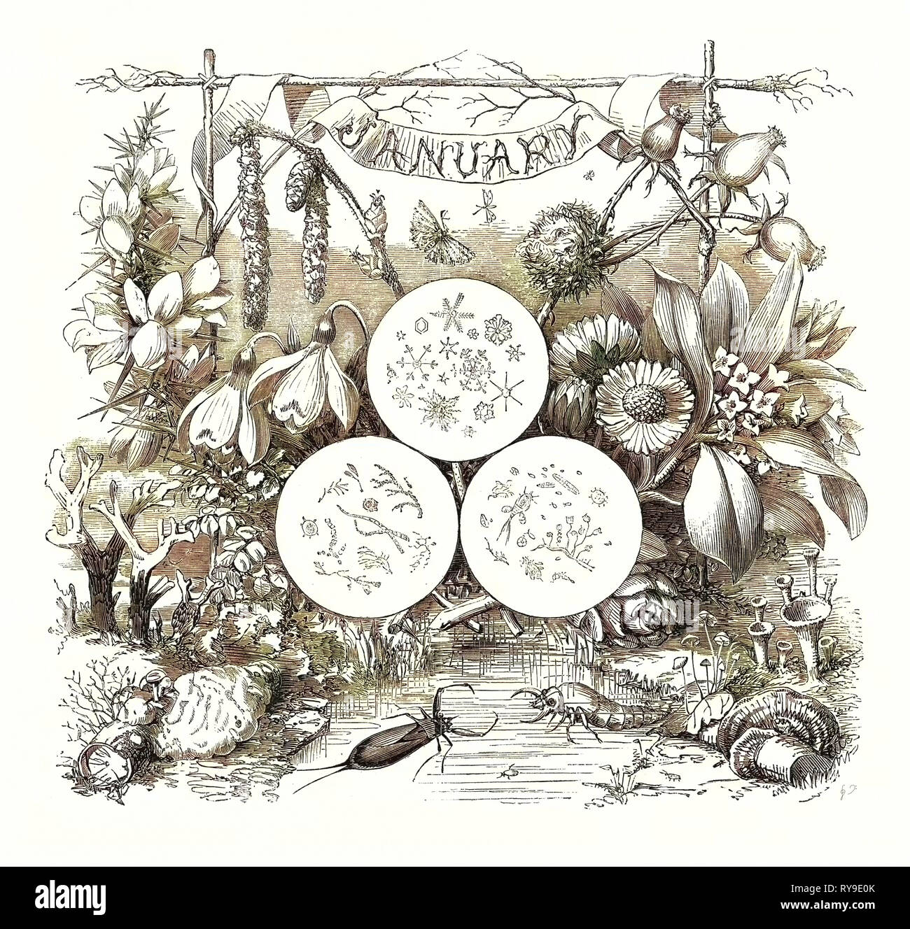 Mois de janvier Banque de photographies et d’images à haute résolution ...