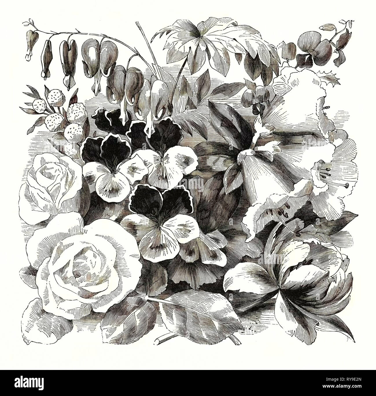 Rosa devoniensis Banque de photographies et d’images à haute résolution ...