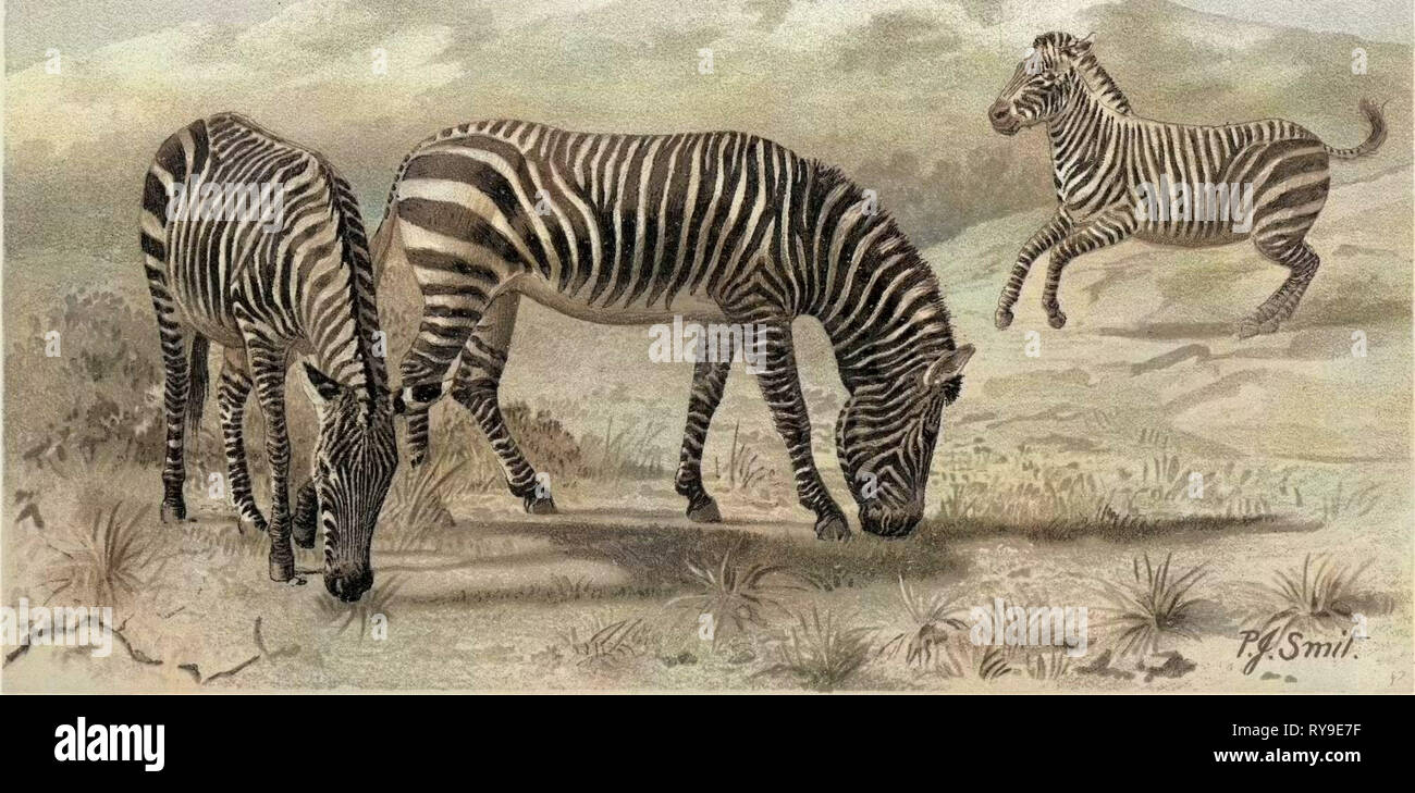 Zebra arts Banque de photographies et d’images à haute résolution - Alamy