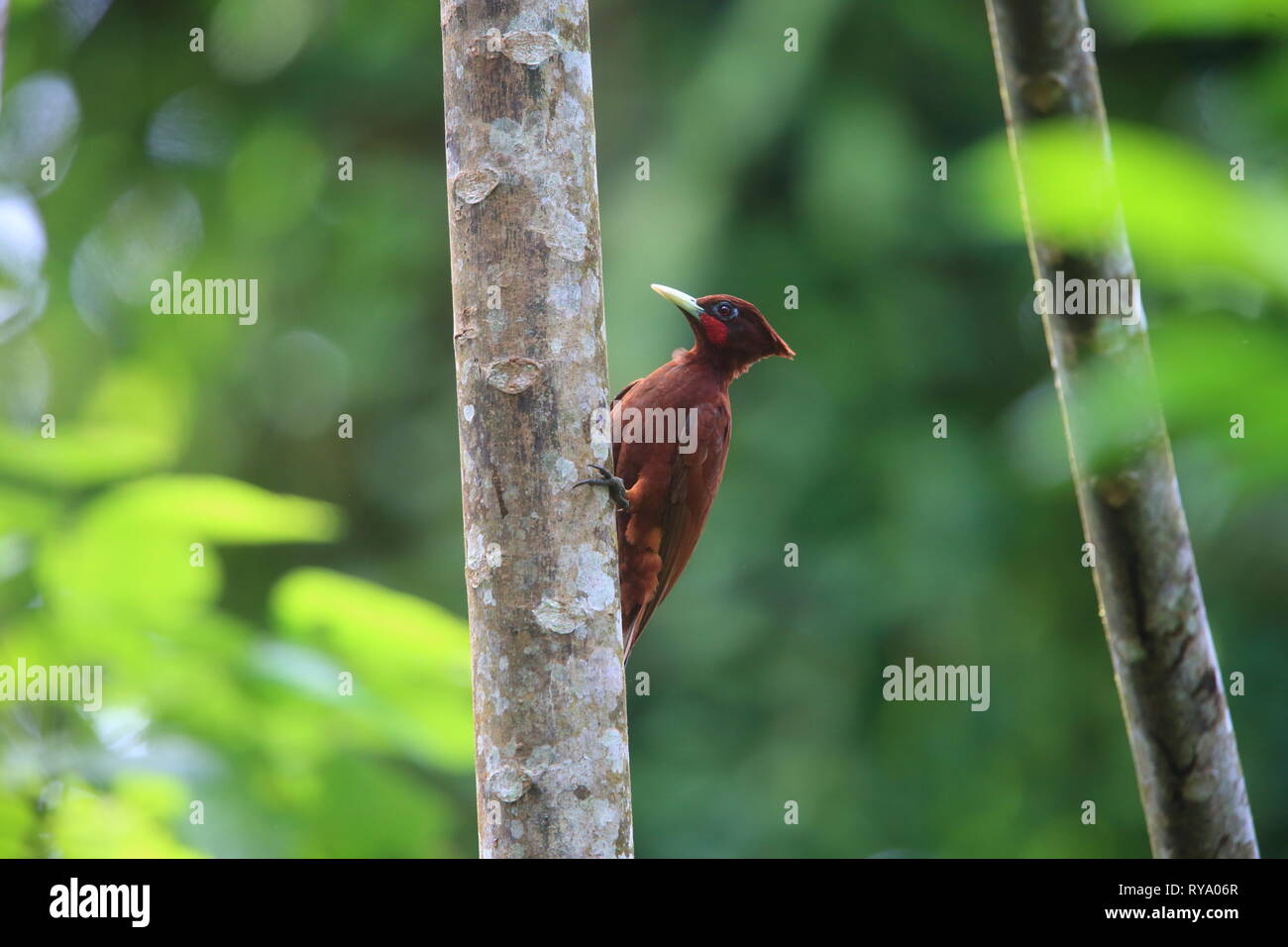Celeus elegans Banque de photographies et d’images à haute résolution ...