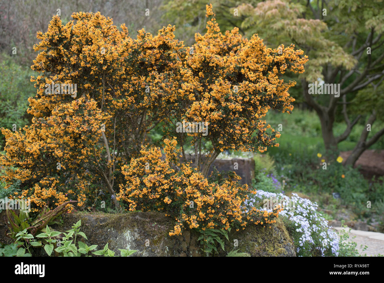 Corallina Compacta Banque d'image et photos - Alamy