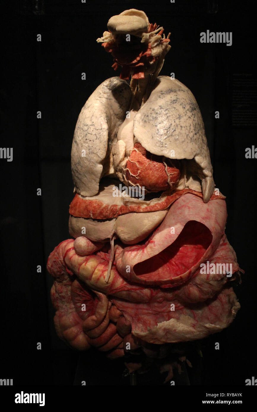 Animal digestive system Banque de photographies et d’images à haute ...
