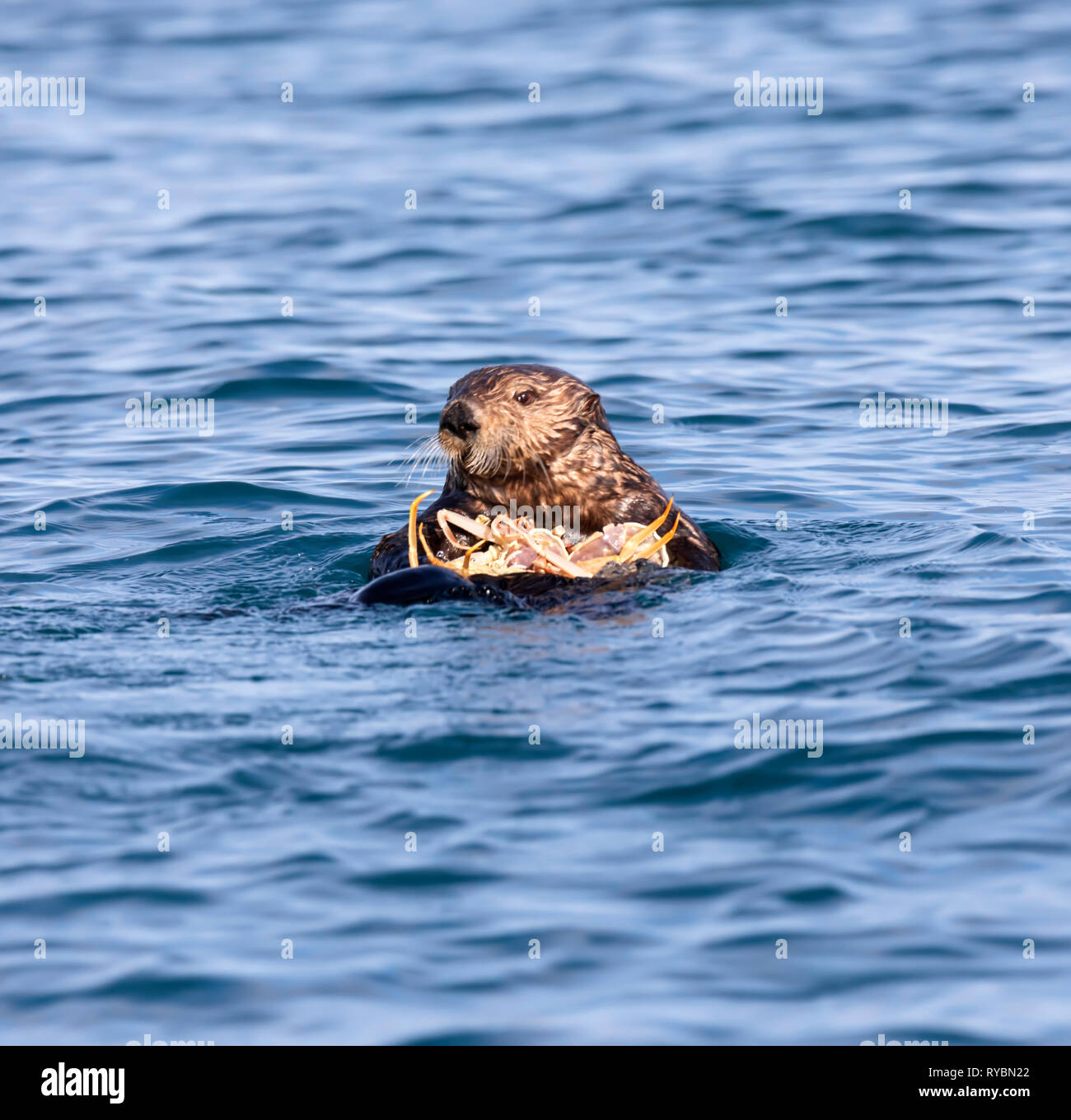 Loutre de mer de la baie de kachemak Banque de photographies et d ...