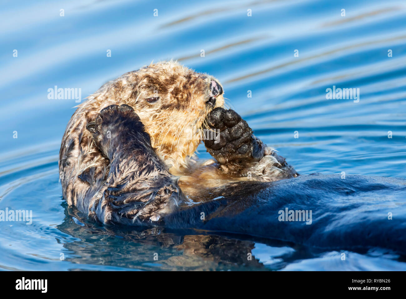 Loutre de mer de la baie de kachemak Banque de photographies et d ...