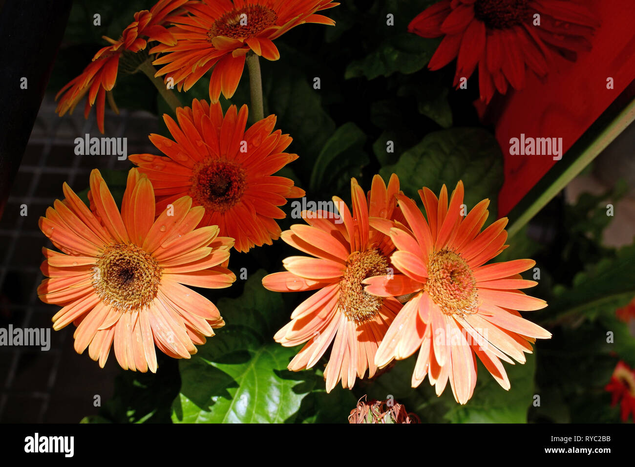 Arbuste en fleurs de bordure de jardin Banque de photographies et d’images à haute résolution ...
