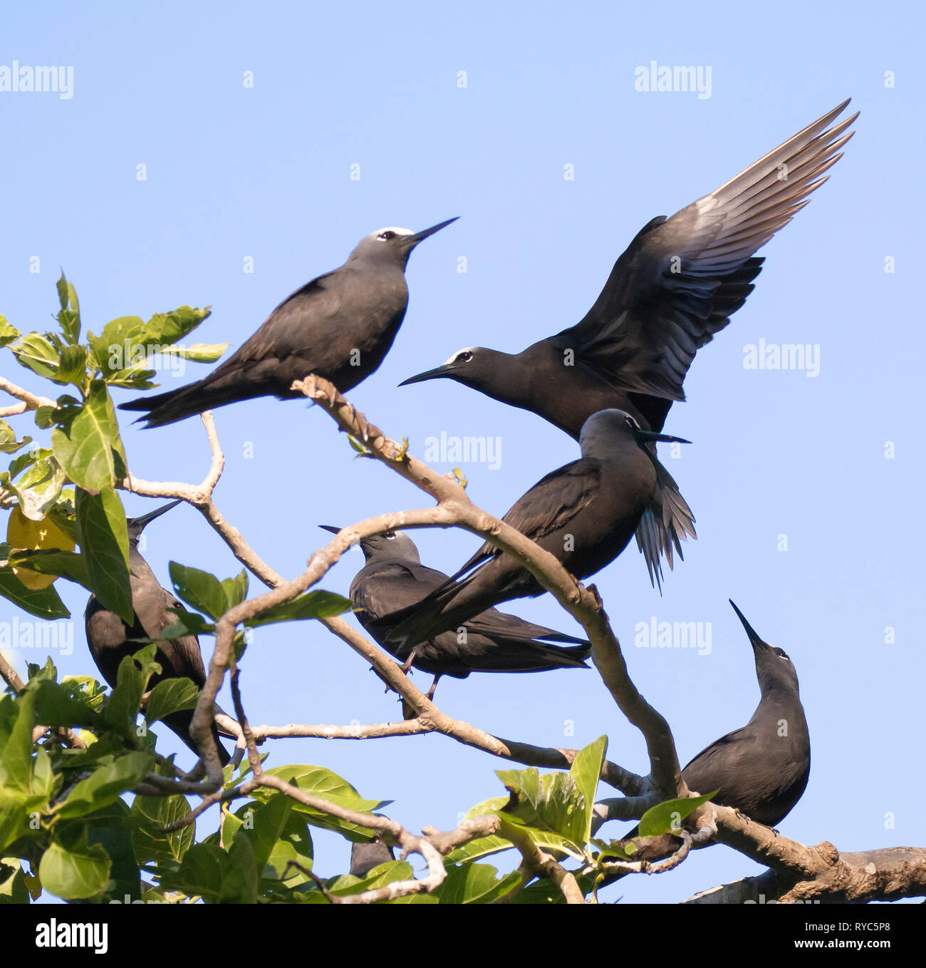 Noddi noir Banque de photographies et d’images à haute résolution - Alamy