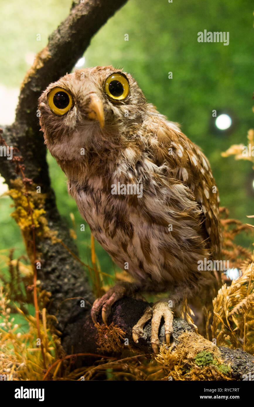 Florence Nightingale's stuffed animal chouette, ' ' d'Athena, à l ...