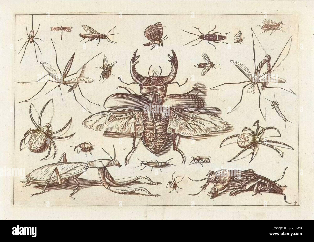 Insects jacob hoefnagel joris hoefnagel Banque de photographies et d ...