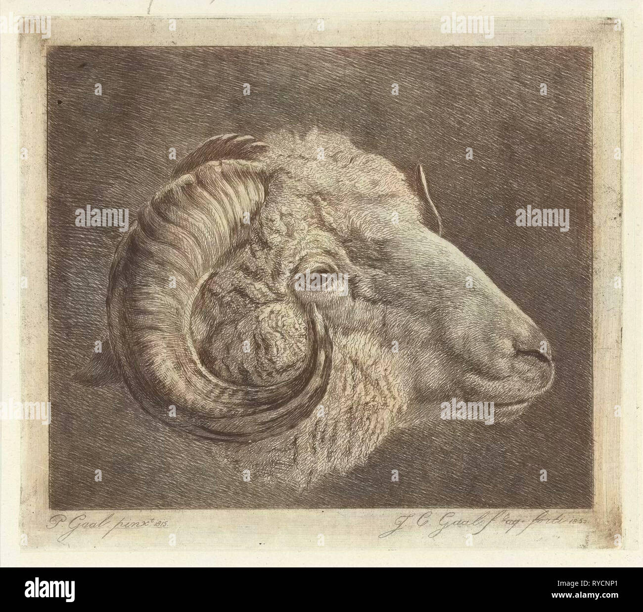 Curved horn Banque de photographies et d’images à haute résolution - Alamy