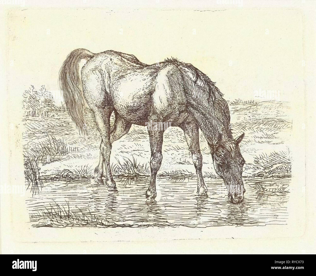 Cheval qui boit Banque de photographies et d’images à haute résolution ...