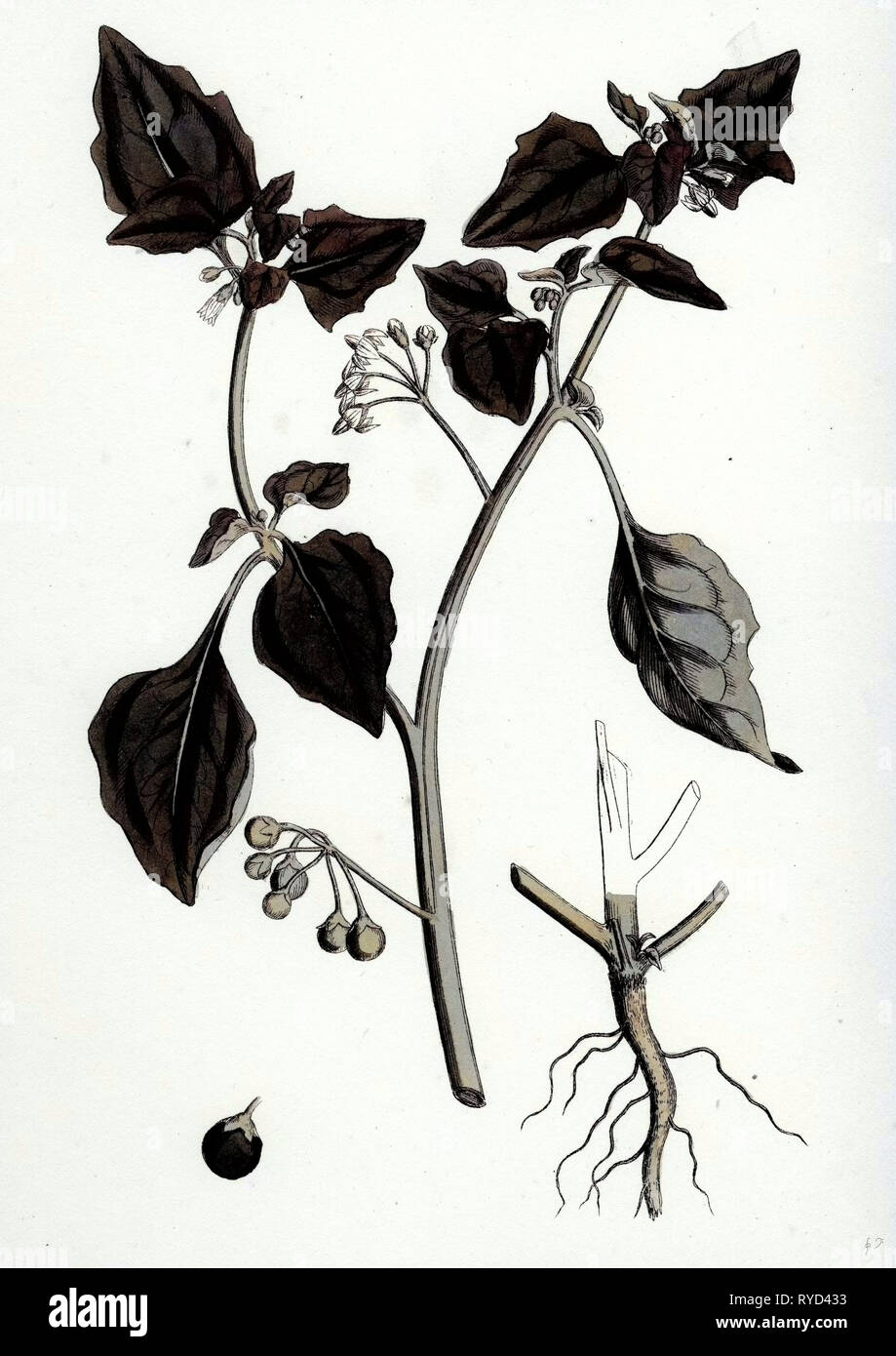 Black nightshade solanum nigrum Banque de photographies et d’images à ...