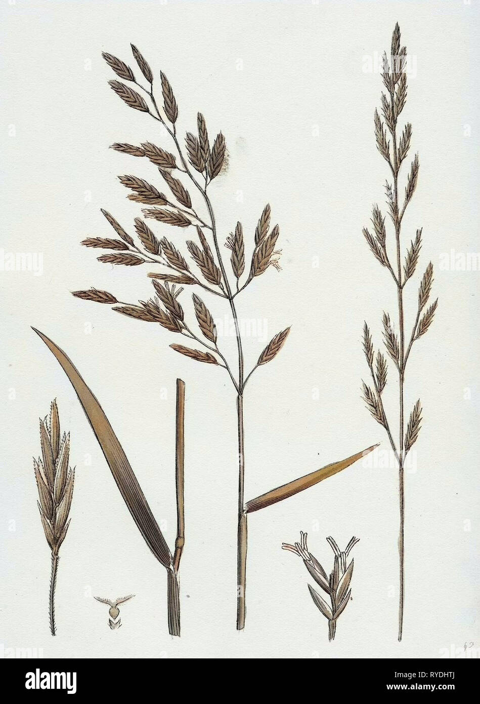 Fescue prairie Banque de photographies et d’images à haute résolution ...