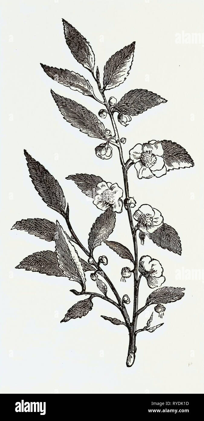 Thea viridis Banque de photographies et d’images à haute résolution - Alamy