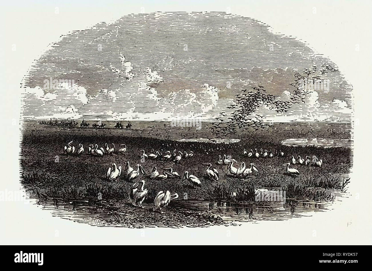 Les steppes Banque de photographies et d’images à haute résolution - Alamy