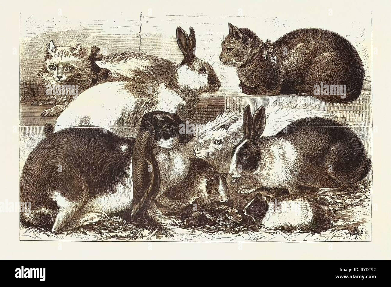 Pig show Banque de photographies et d’images à haute résolution - Alamy