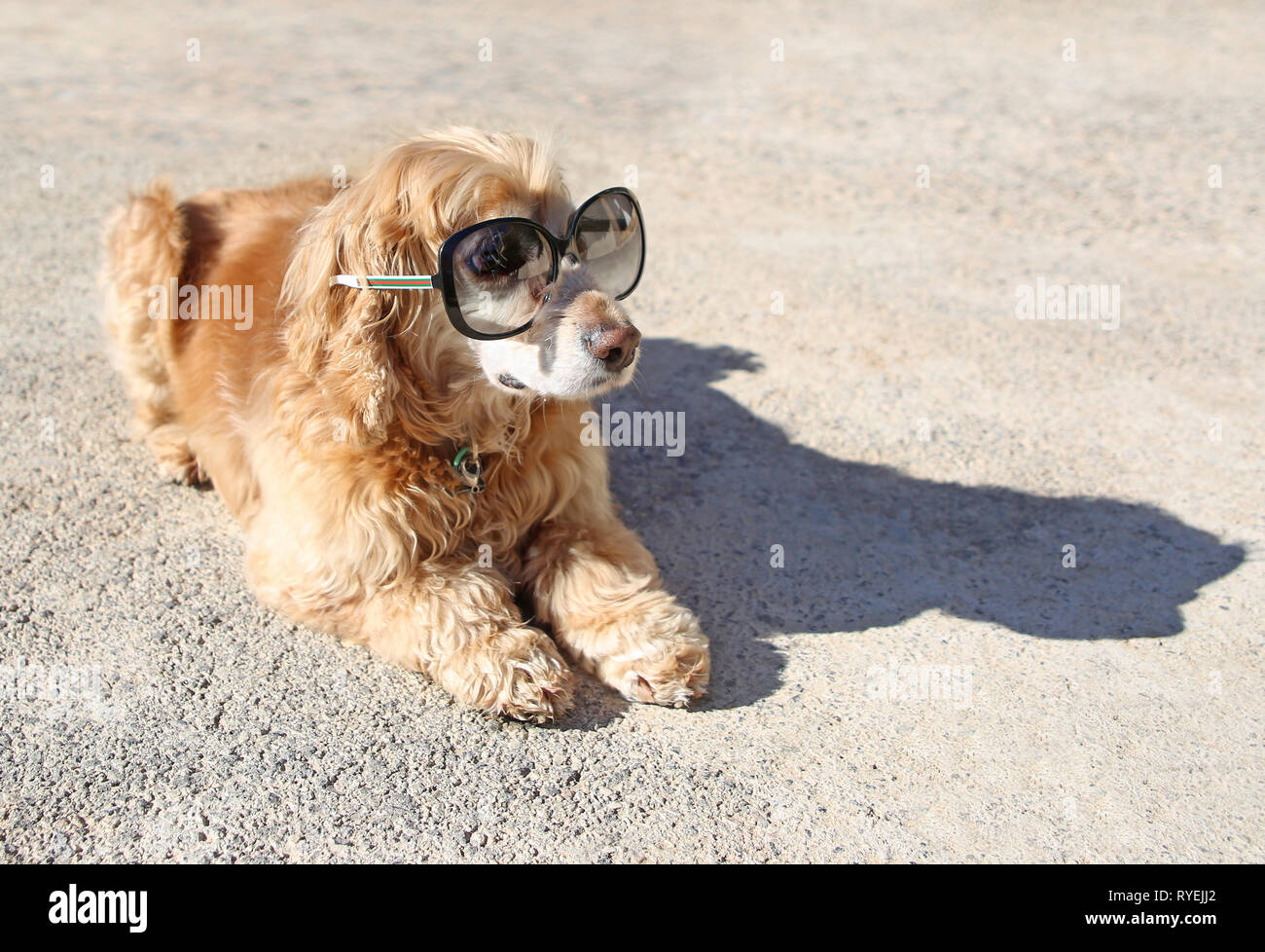 Blond cocker spaniel Banque de photographies et d’images à haute ...