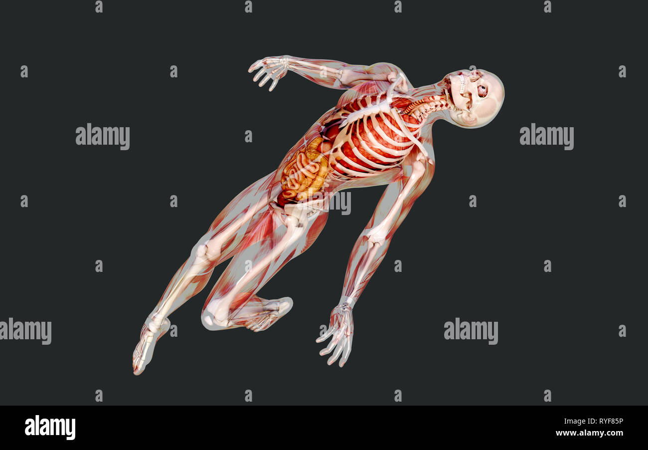 3d illustration d'un squelette humain système musculaire, les os et le ...