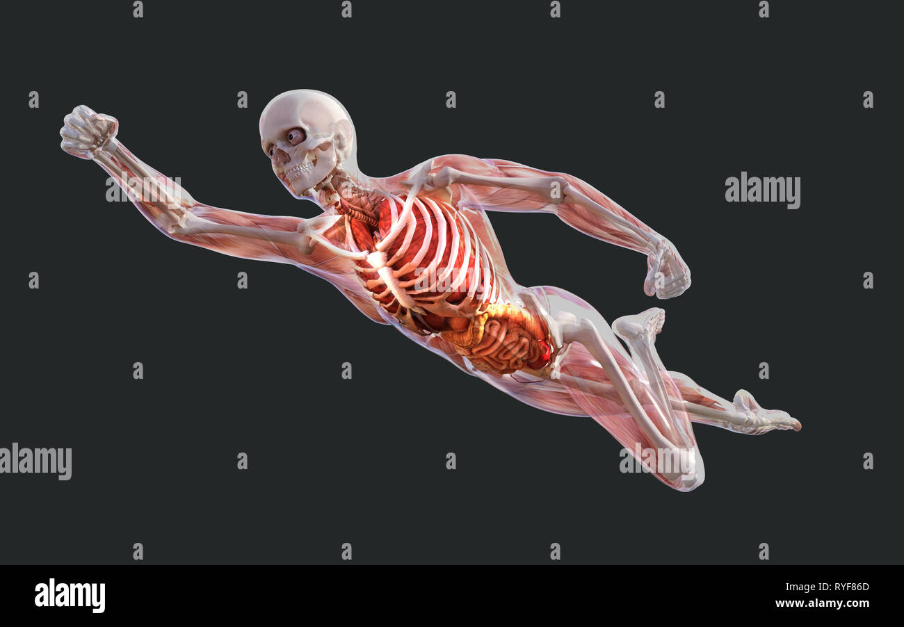 3d illustration d'un squelette humain système musculaire, les os et le ...