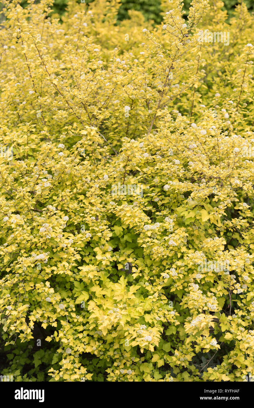 Physocarpus opulifolius darts gold Banque de photographies et d’images ...