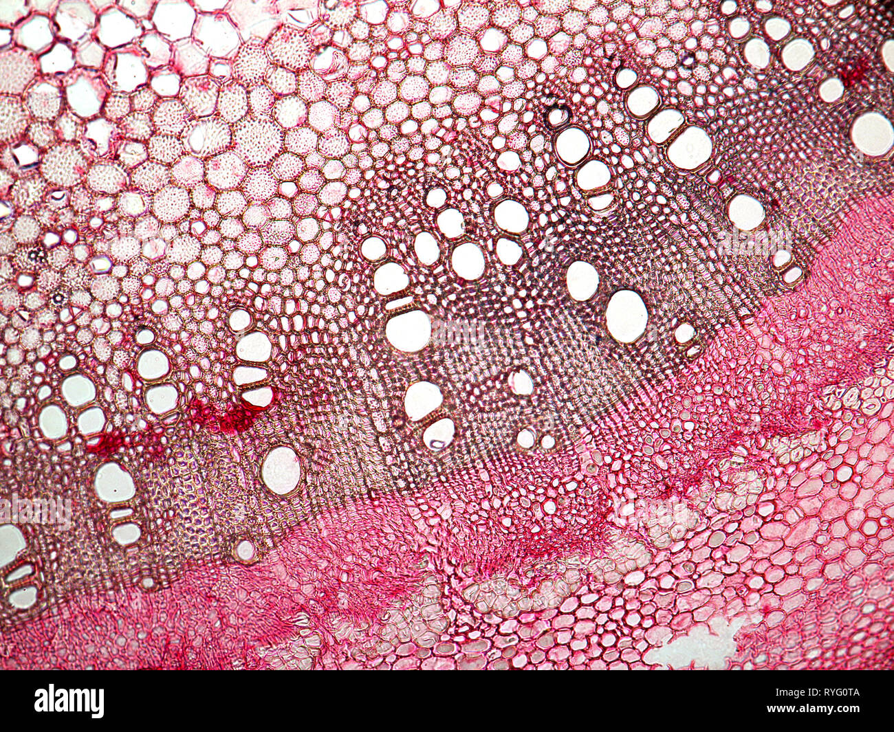 Cross section of stem Banque de photographies et d’images à haute ...