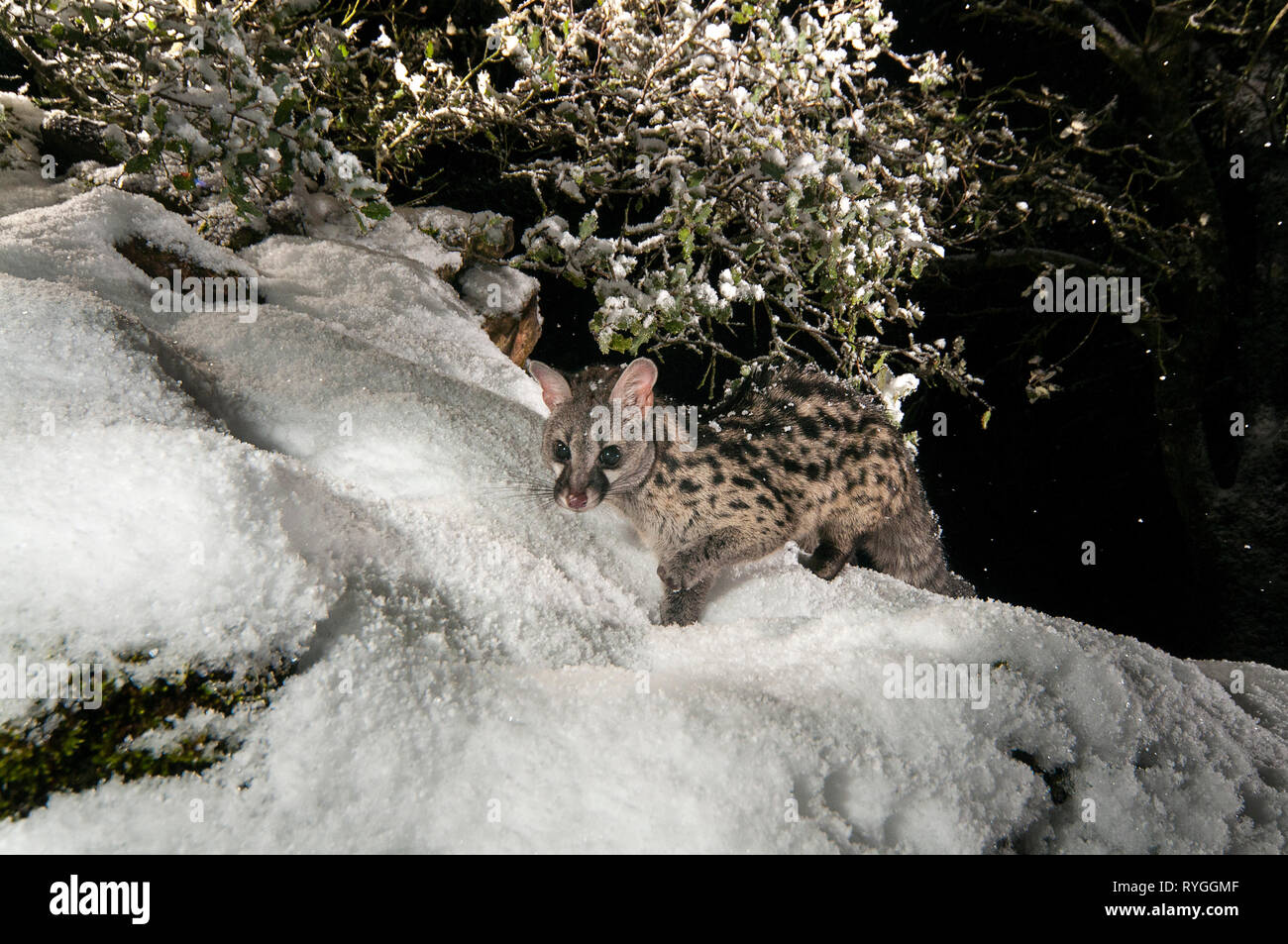 Genette commune Banque de photographies et d’images à haute résolution ...