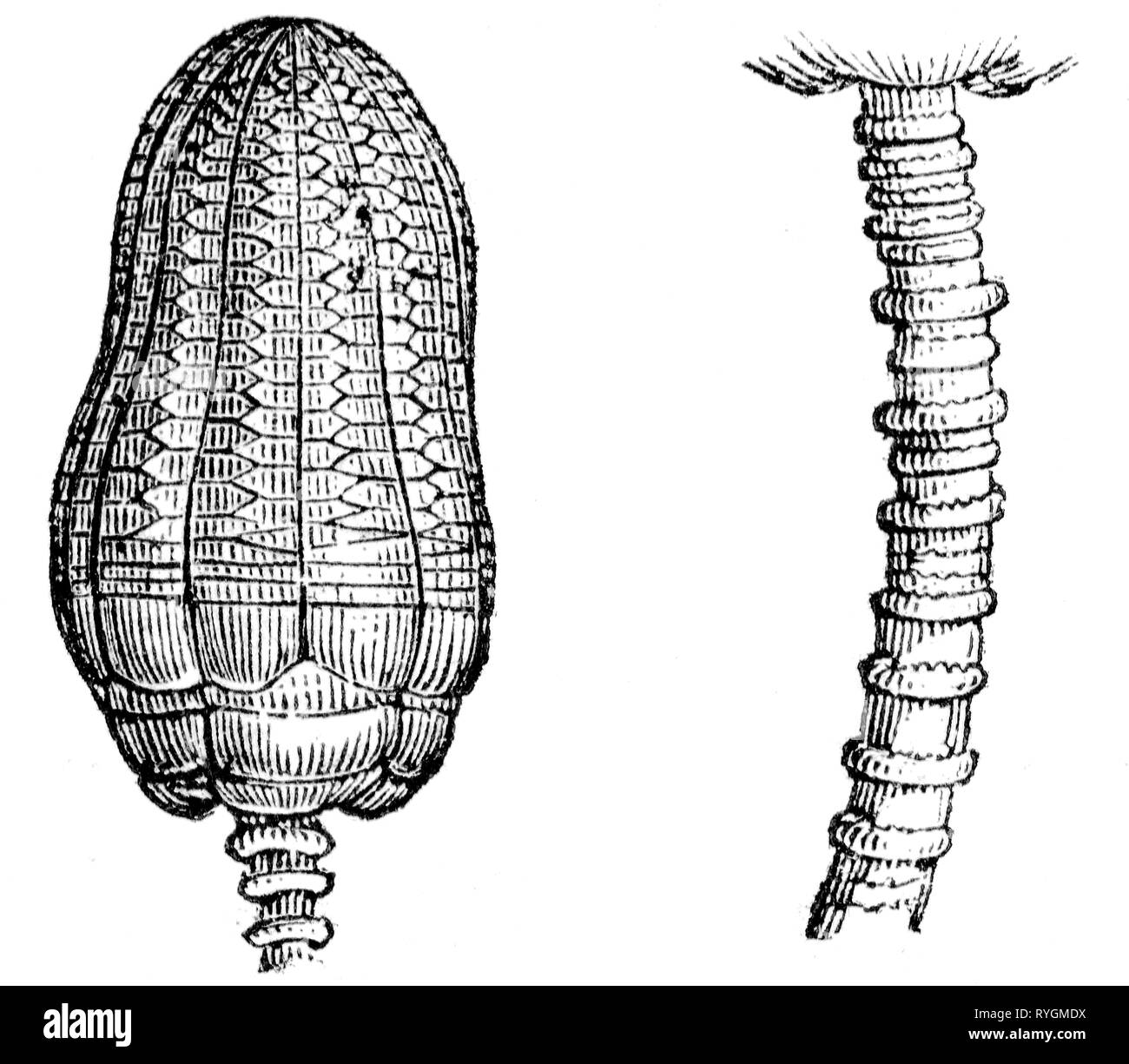 Encrinus liliiformis Banque d'images noir et blanc - Alamy