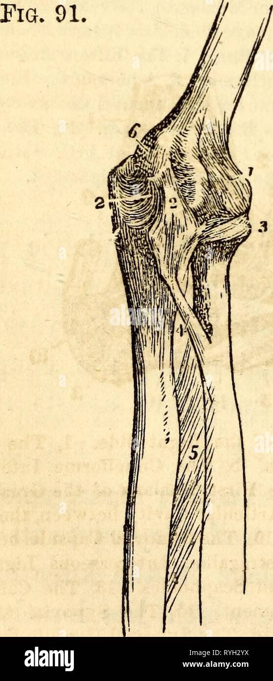 Condyle interne Banque de photographies et d’images à haute résolution ...