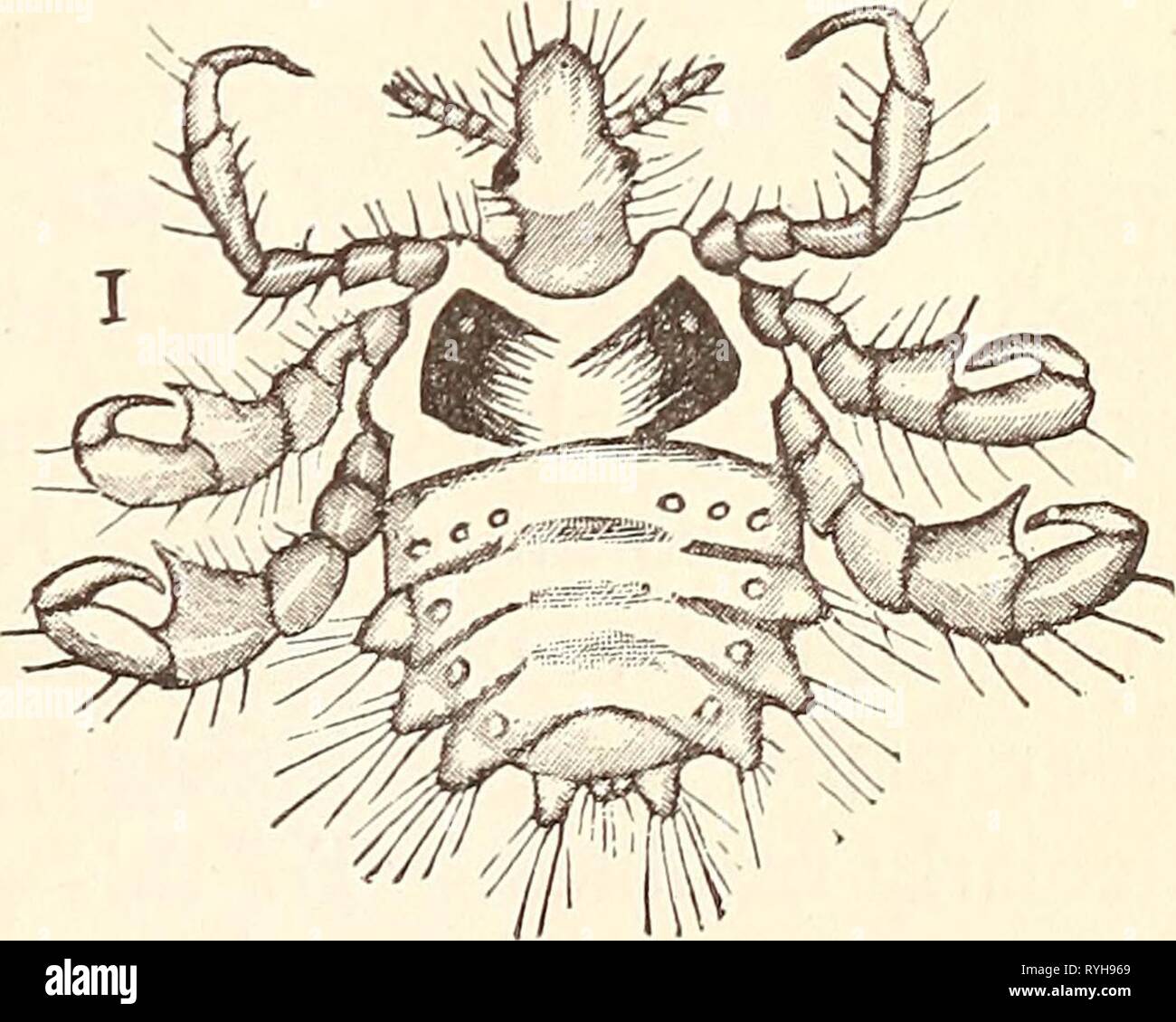 Les poux du pubis Banque de photographies et d’images à haute ...