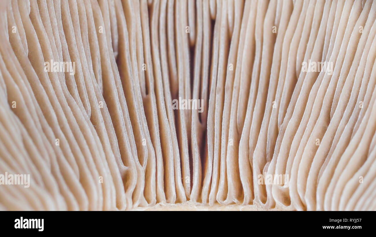 Spores de champignons Banque de photographies et d’images à haute ...