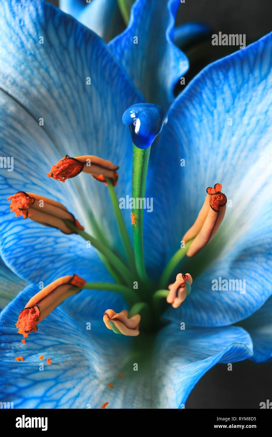 Male stamen and a female pistil Banque de photographies et d’images à ...