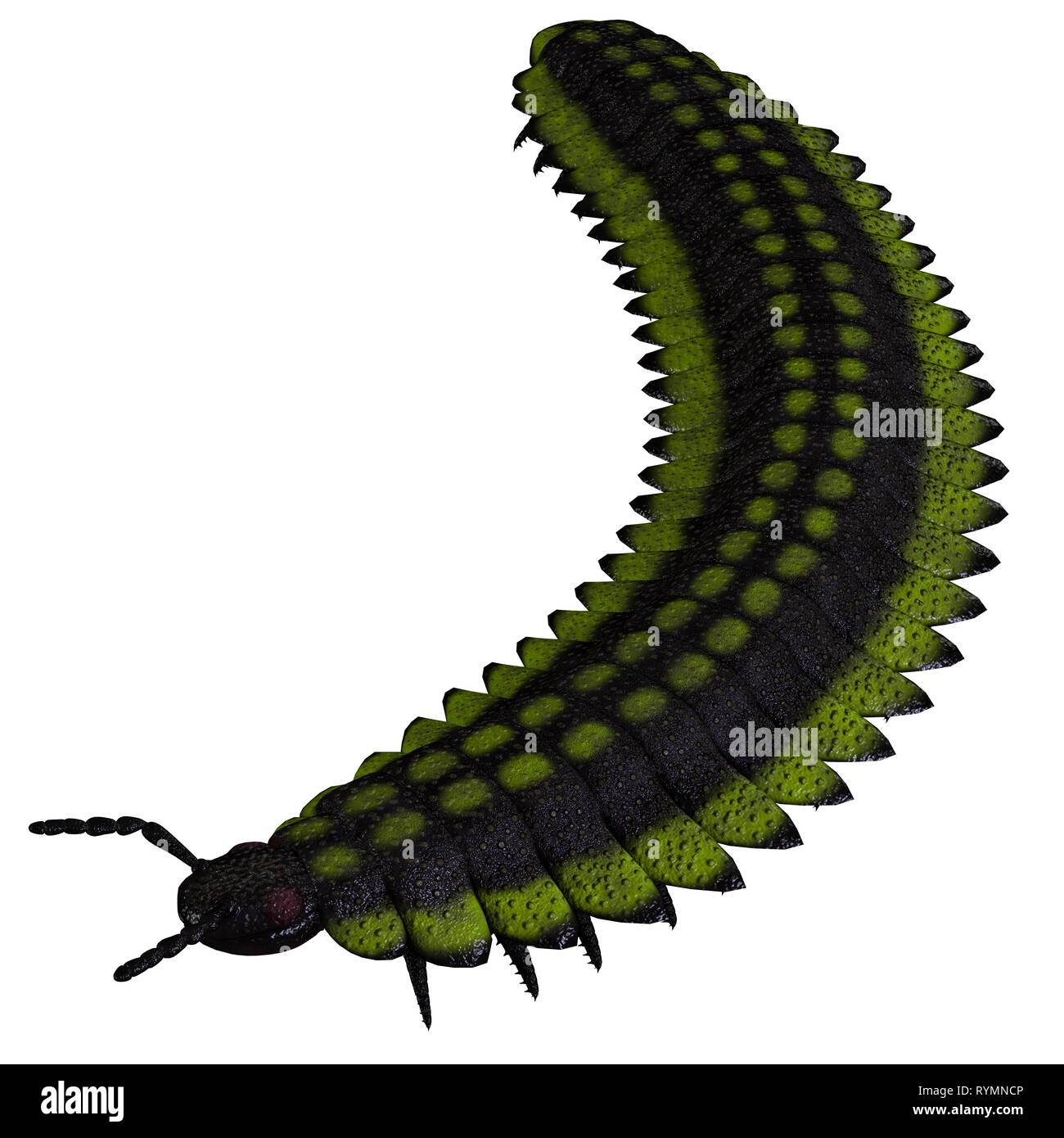 Arthropleura - invertébrés carnivores Arthropleura était un insecte que ...