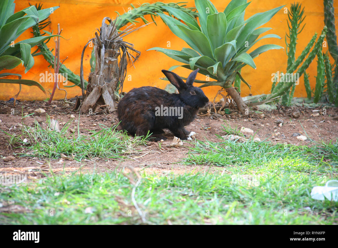 Lapin nez Banque de photographies et d’images à haute résolution - Alamy