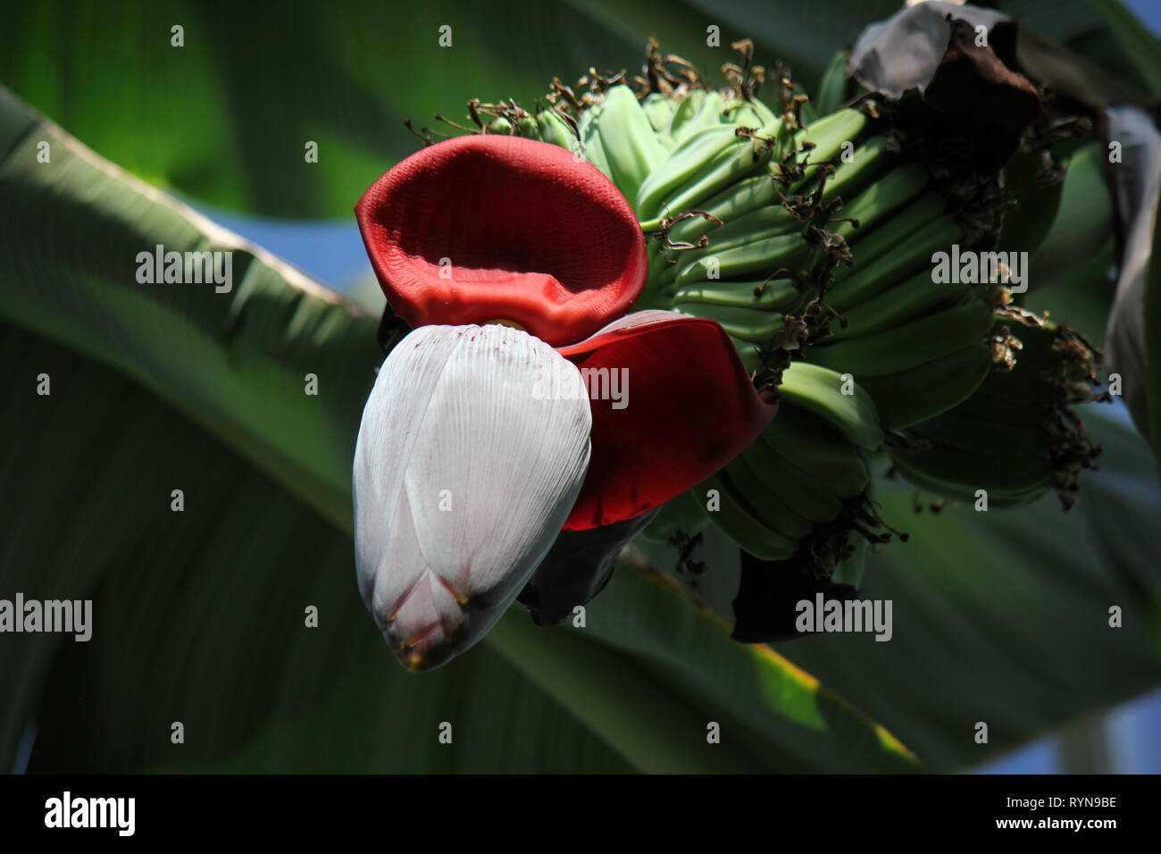 Les feuilles de bananier, pédoncule, et fleurs en herbe, Musa ...