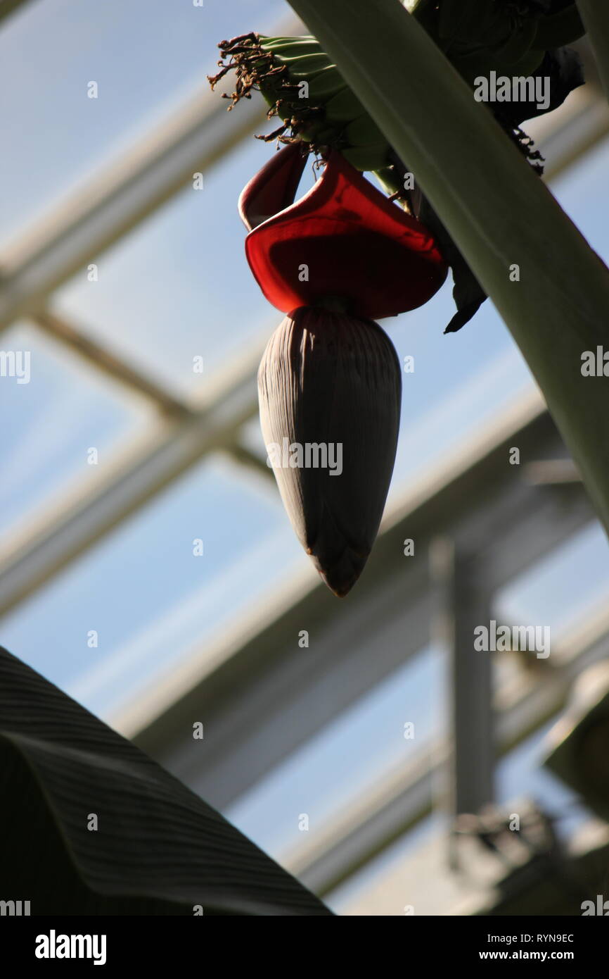 Musa cultivar Banque de photographies et d’images à haute résolution ...