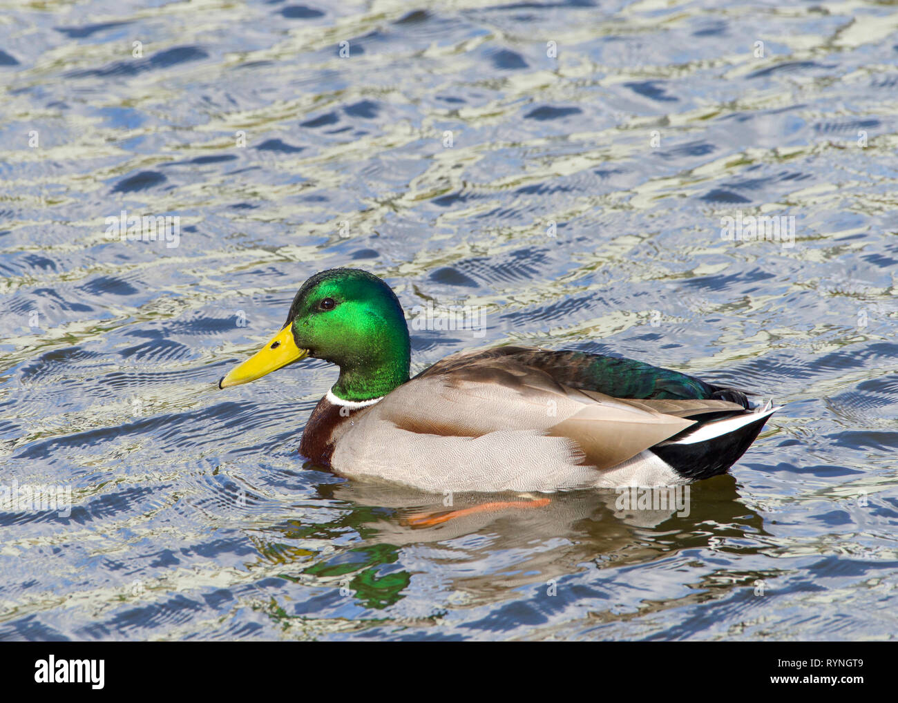 Les colverts barbotent les canards la pointe vers le haut pour se ...